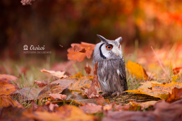 Owls Archieven | Owiwi Dierenfotografie De Meern Utrecht